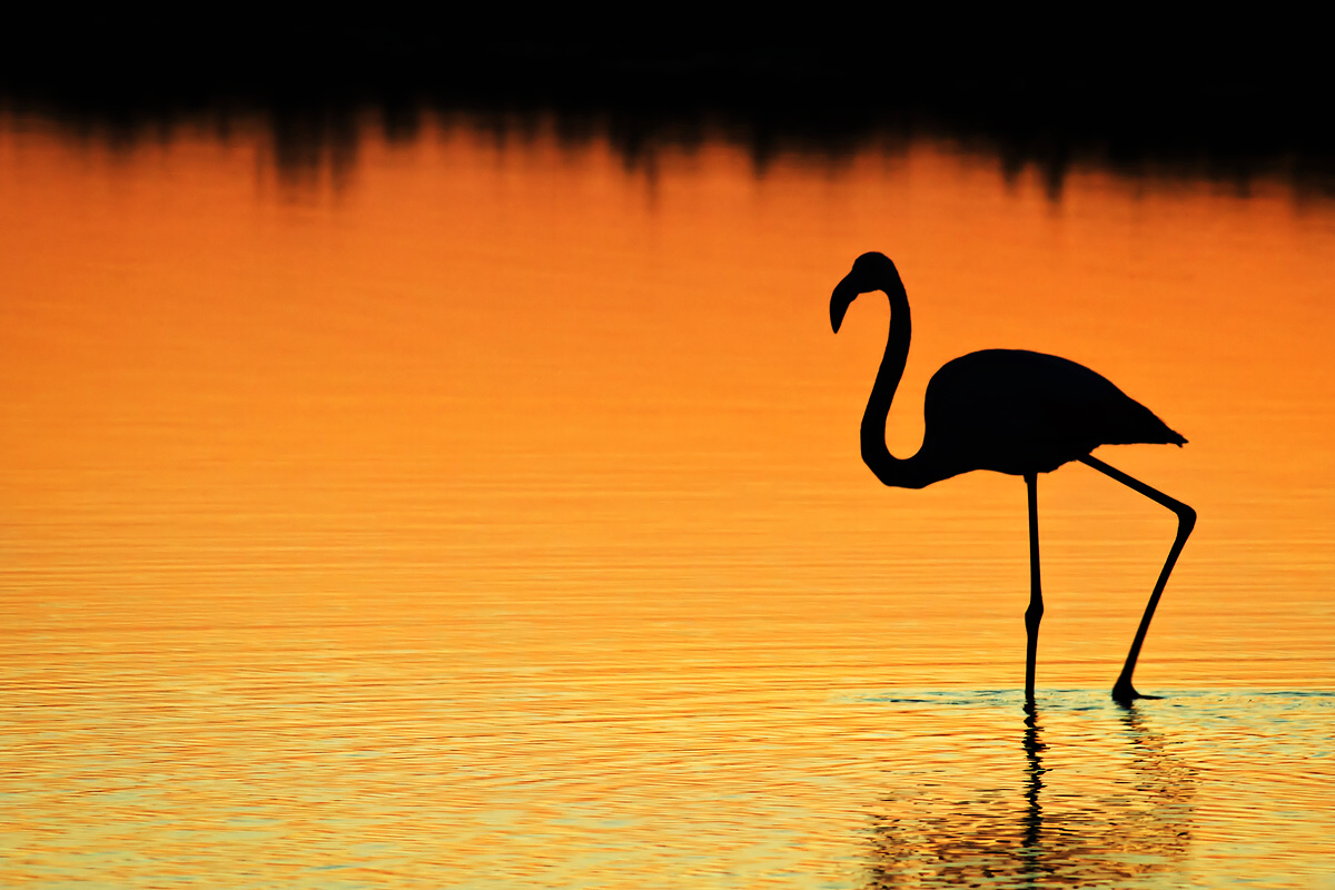 Plameniak ružový ‹ Erika Kovácsová Photography