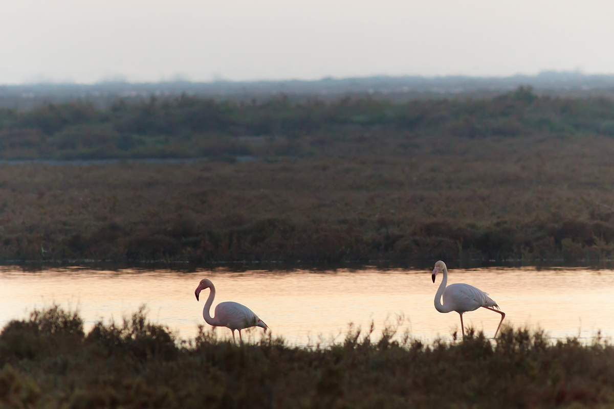 Plameniak ružový ‹ Erika Kovácsová Photography