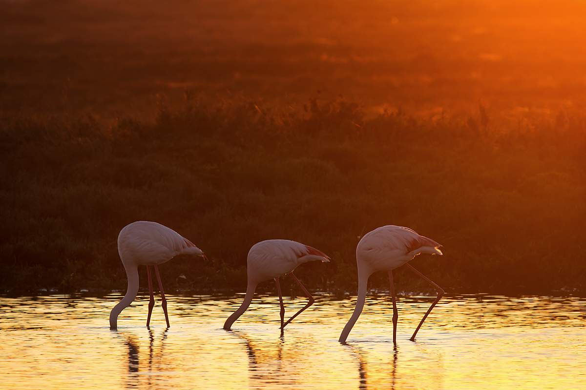 Plameniak ružový ‹ Erika Kovácsová Photography