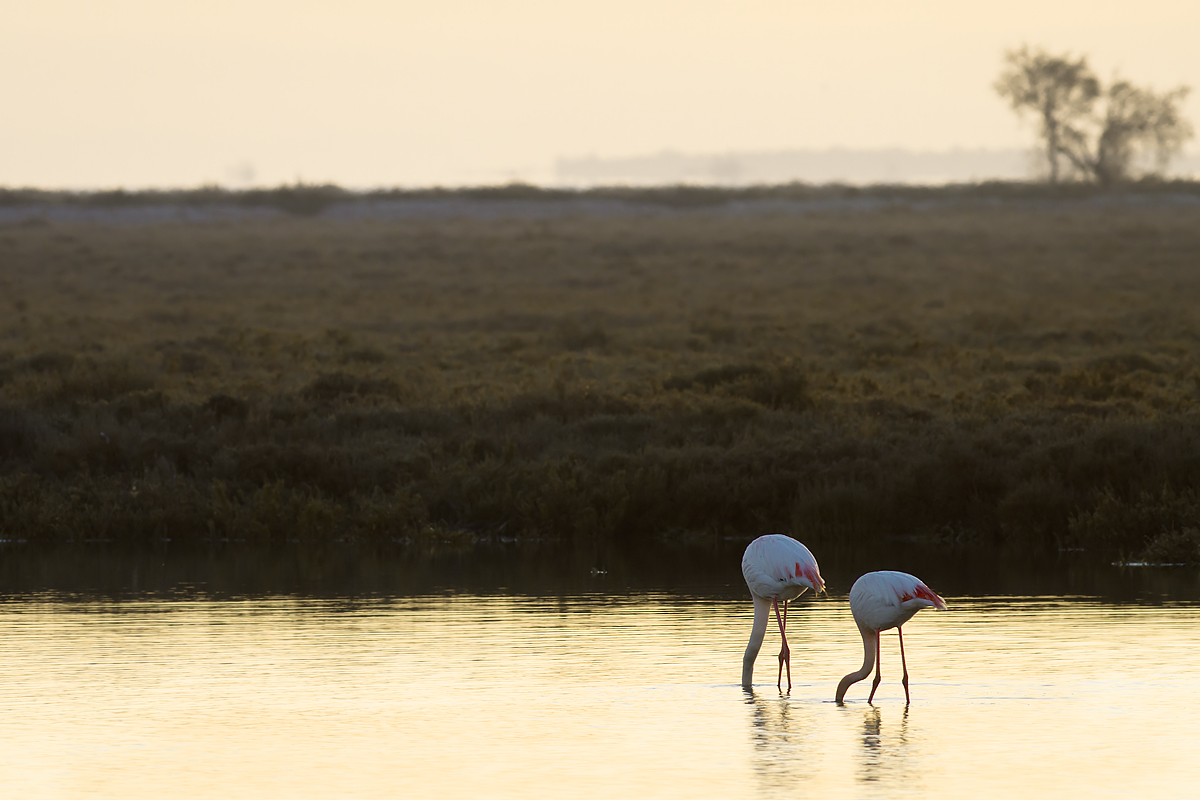 Plameniak ružový ‹ Erika Kovácsová Photography