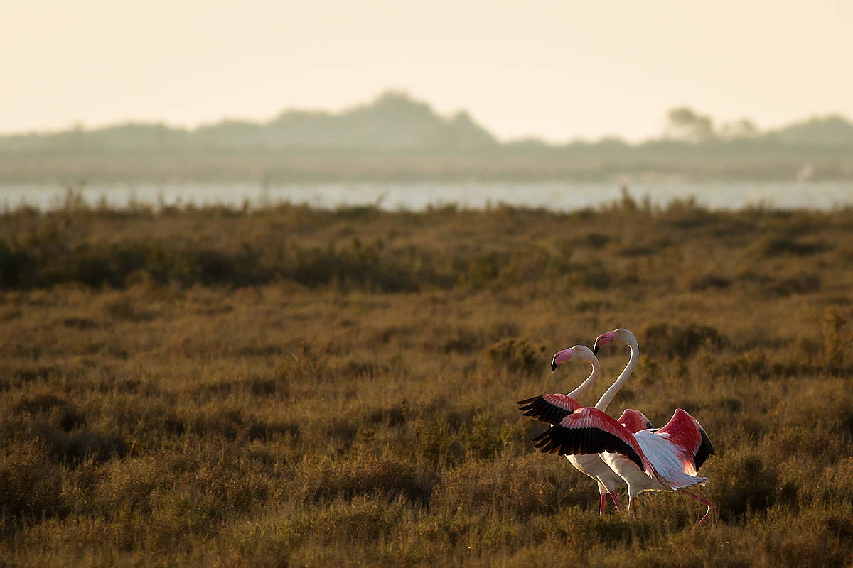 Plameniak ružový ‹ Erika Kovácsová Photography