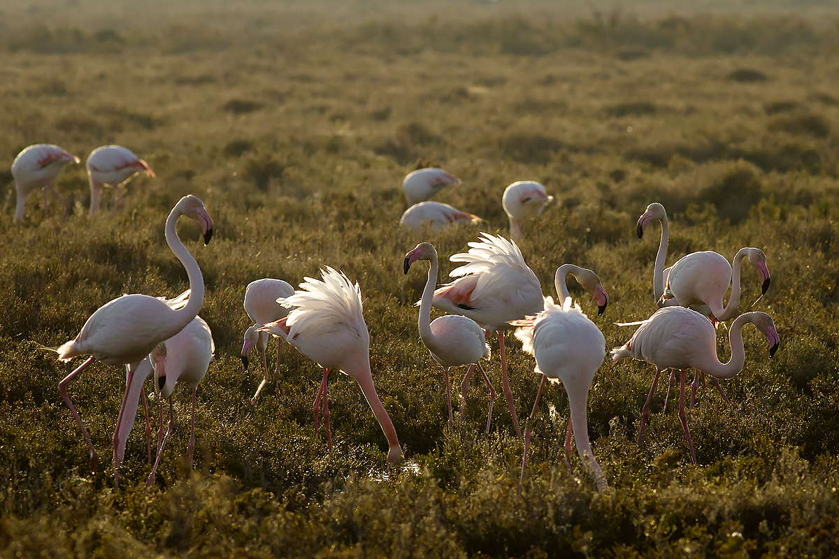 Plameniak ružový ‹ Erika Kovácsová Photography
