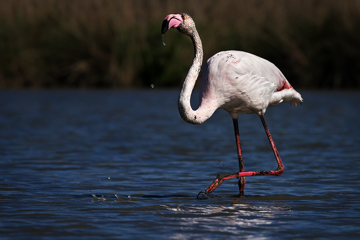 Plameniak ružový ‹ Erika Kovácsová Photography