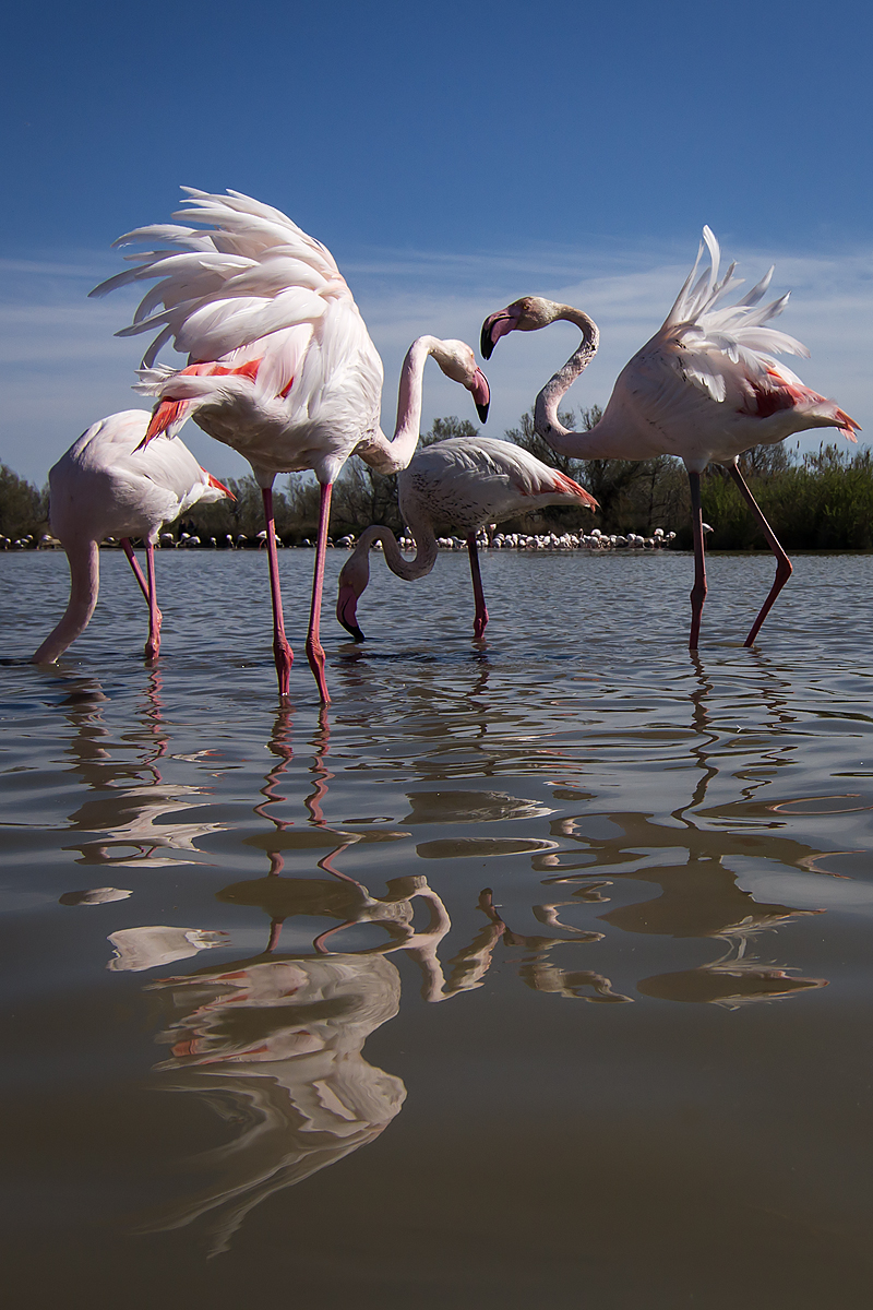 Plameniak ružový ‹ Erika Kovácsová Photography