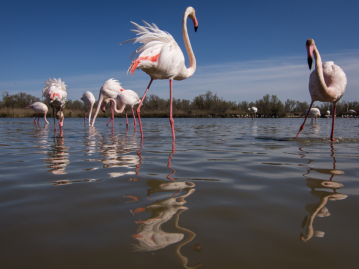 Plameniak ružový ‹ Erika Kovácsová Photography