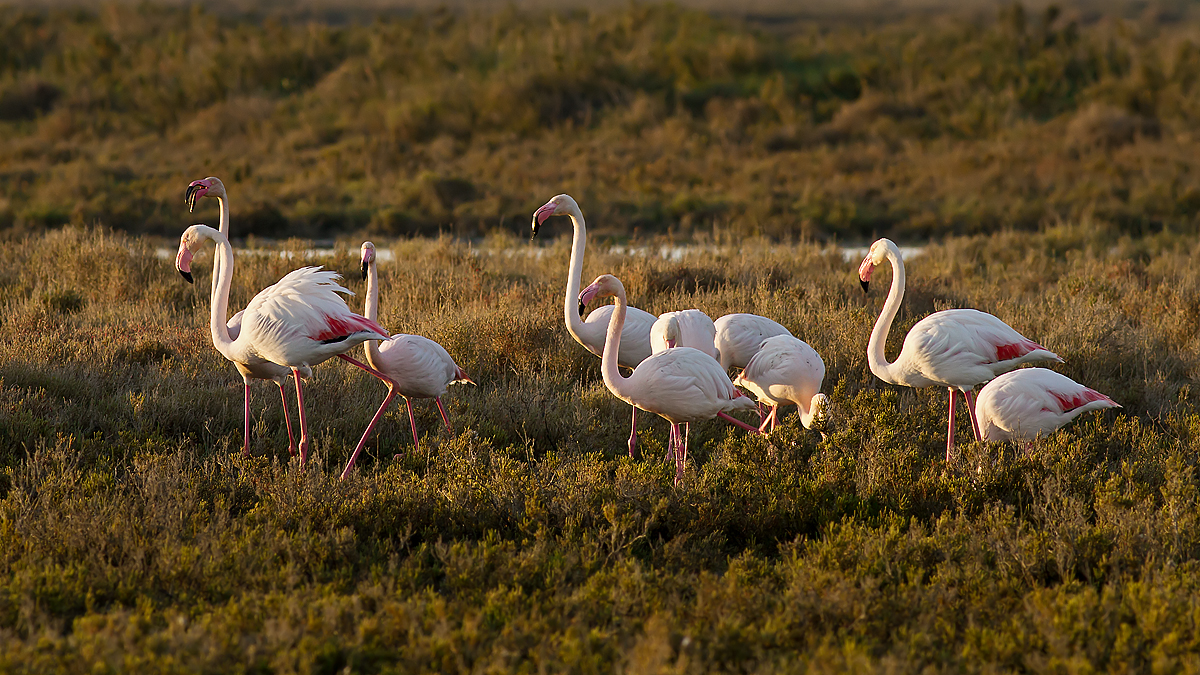Plameniak ružový ‹ Erika Kovácsová Photography