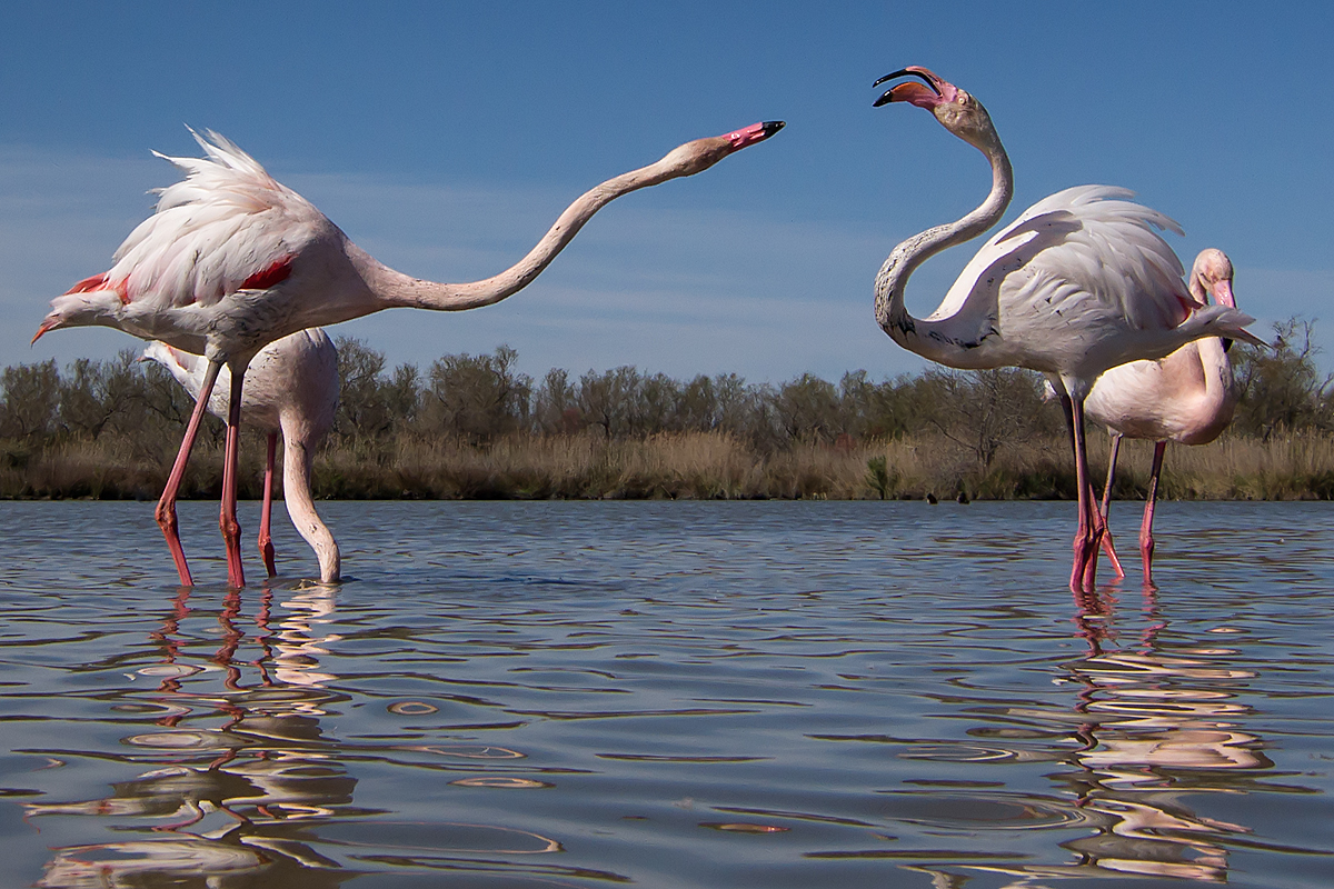 Plameniak ružový ‹ Erika Kovácsová Photography