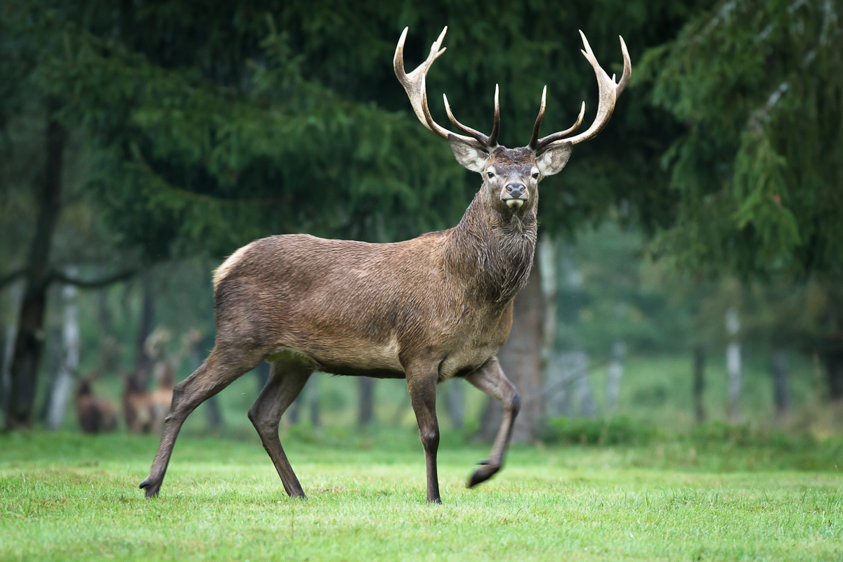 Jeleň lesný ‹ Erika Kovácsová Photography