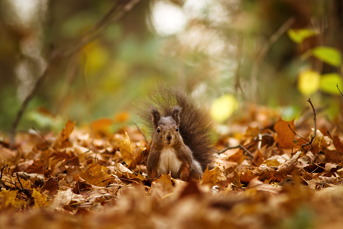 Veverica obyčajná ‹ Erika Kovácsová Photography