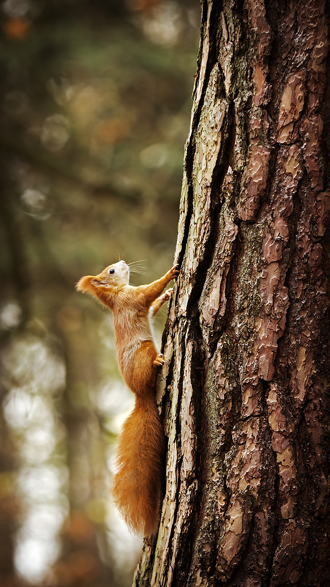 Veverica obyčajná ‹ Erika Kovácsová Photography